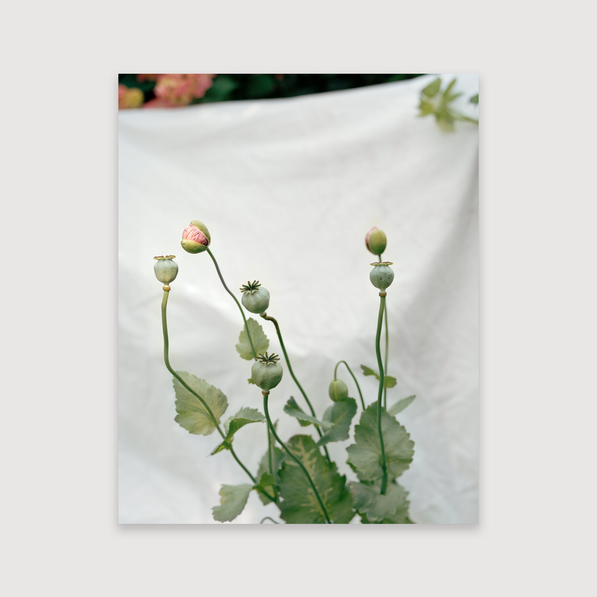 Thomas Duffield, Poppy Promises, Poppy – Guest Editions